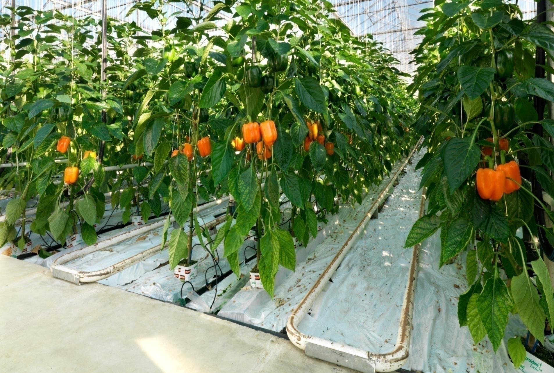 GreenEco Global